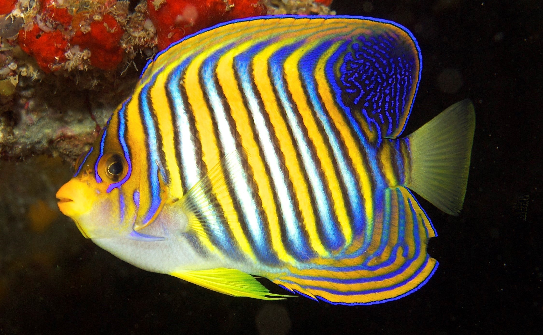 Blue Striped Angelfish
