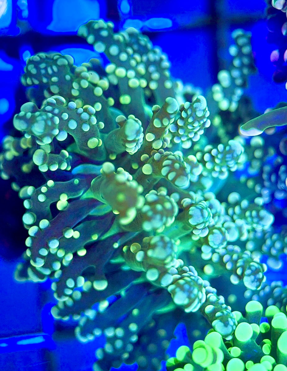 Ultra Gold Frogspawn UGF051703 WYSIWYG – Violet Aquarium