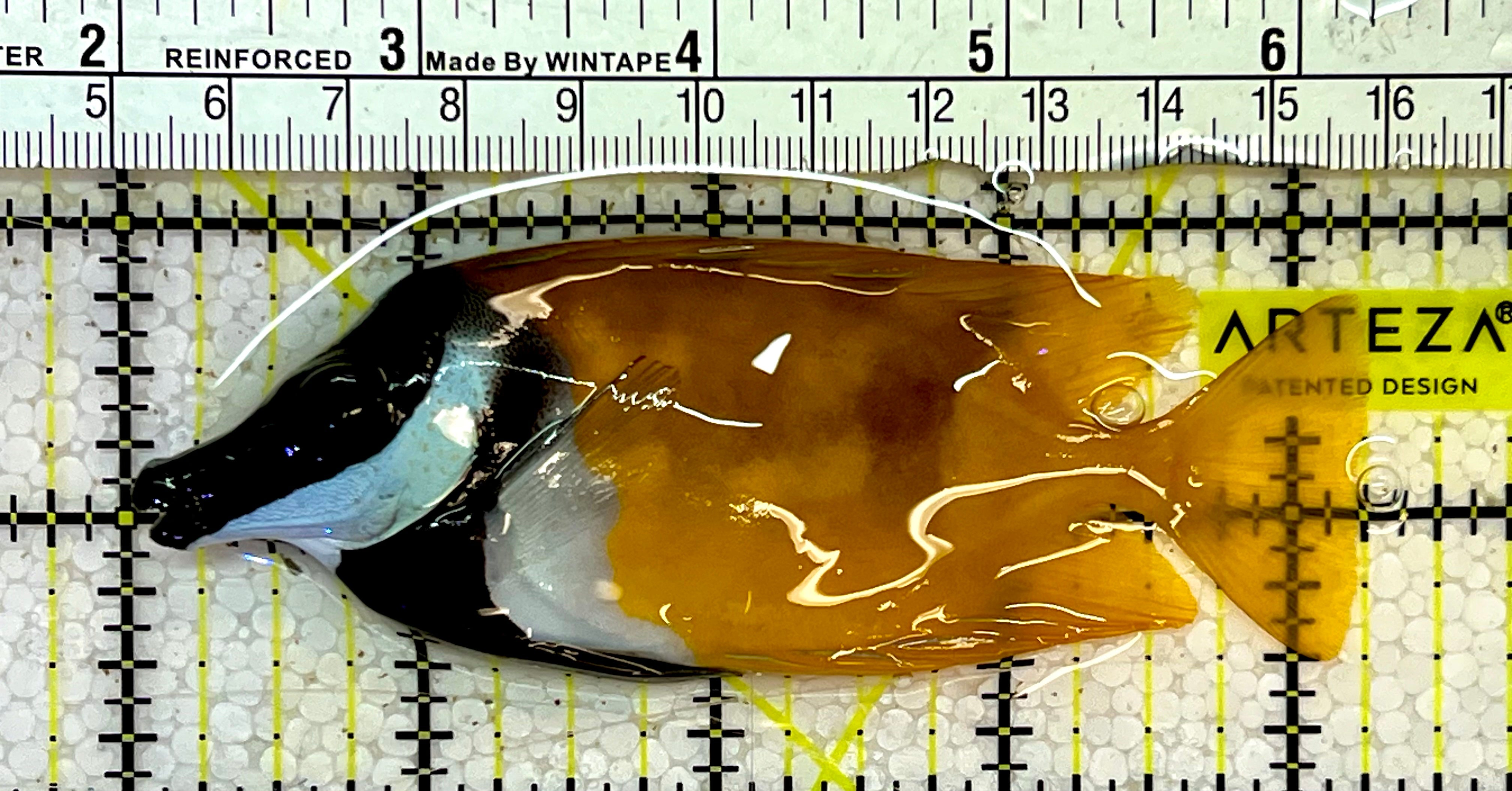 Onespot Foxface OSF051402 WYSIWYG Size: ML 4.25" – Violet Aquarium