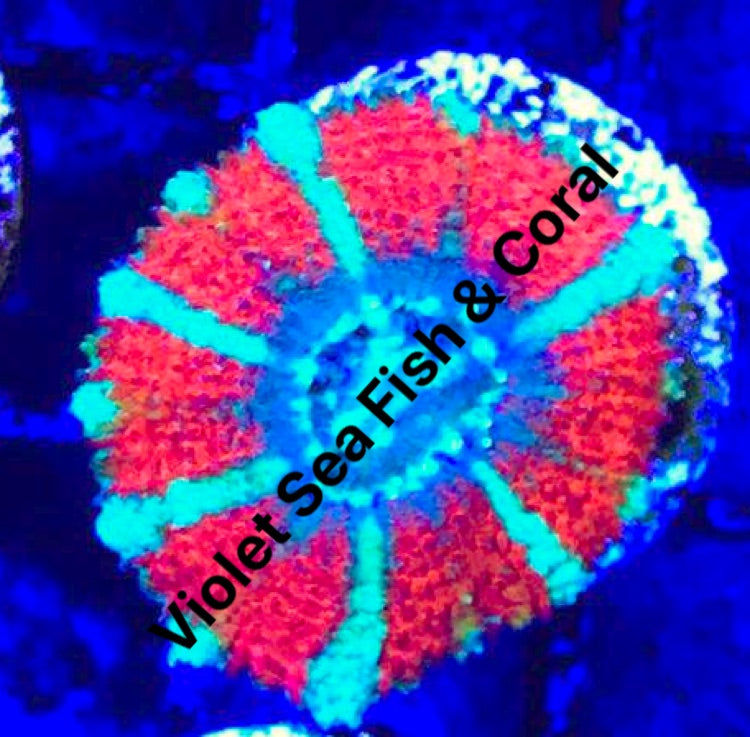 Acan – Violet Aquarium