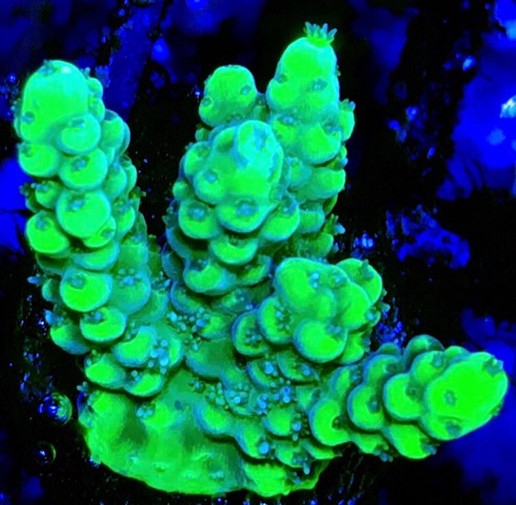 Acropora/Sticks – Violet Aquarium