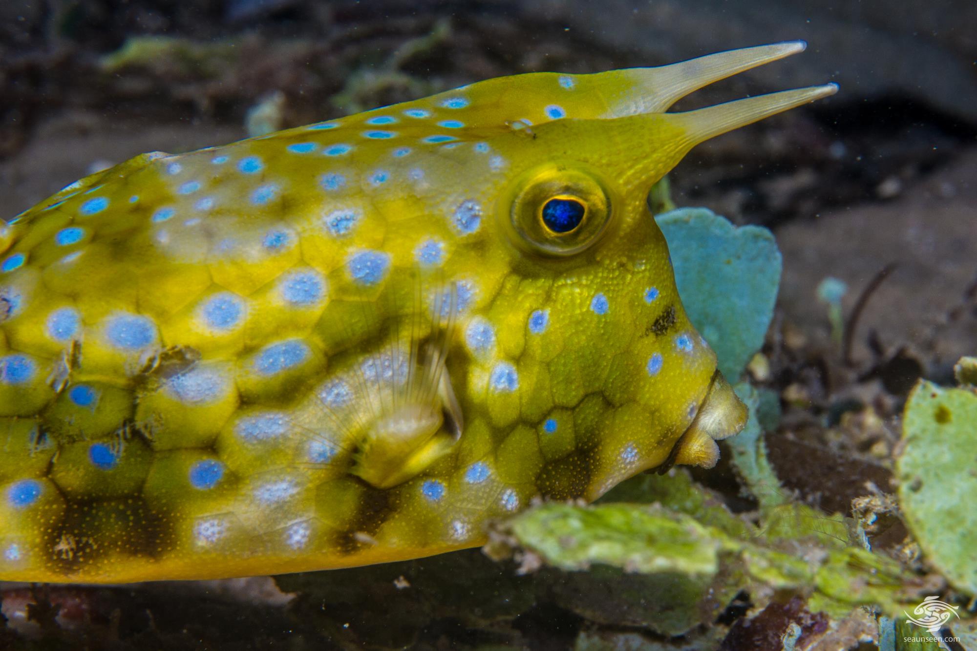 Cow Fish – Violet Aquarium