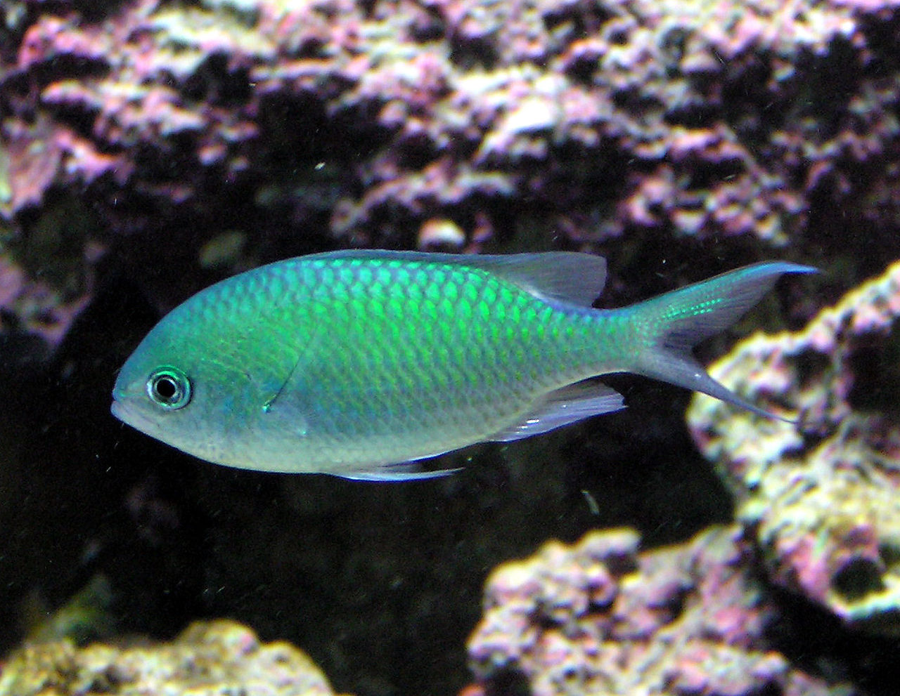 Damselfish – Violet Aquarium