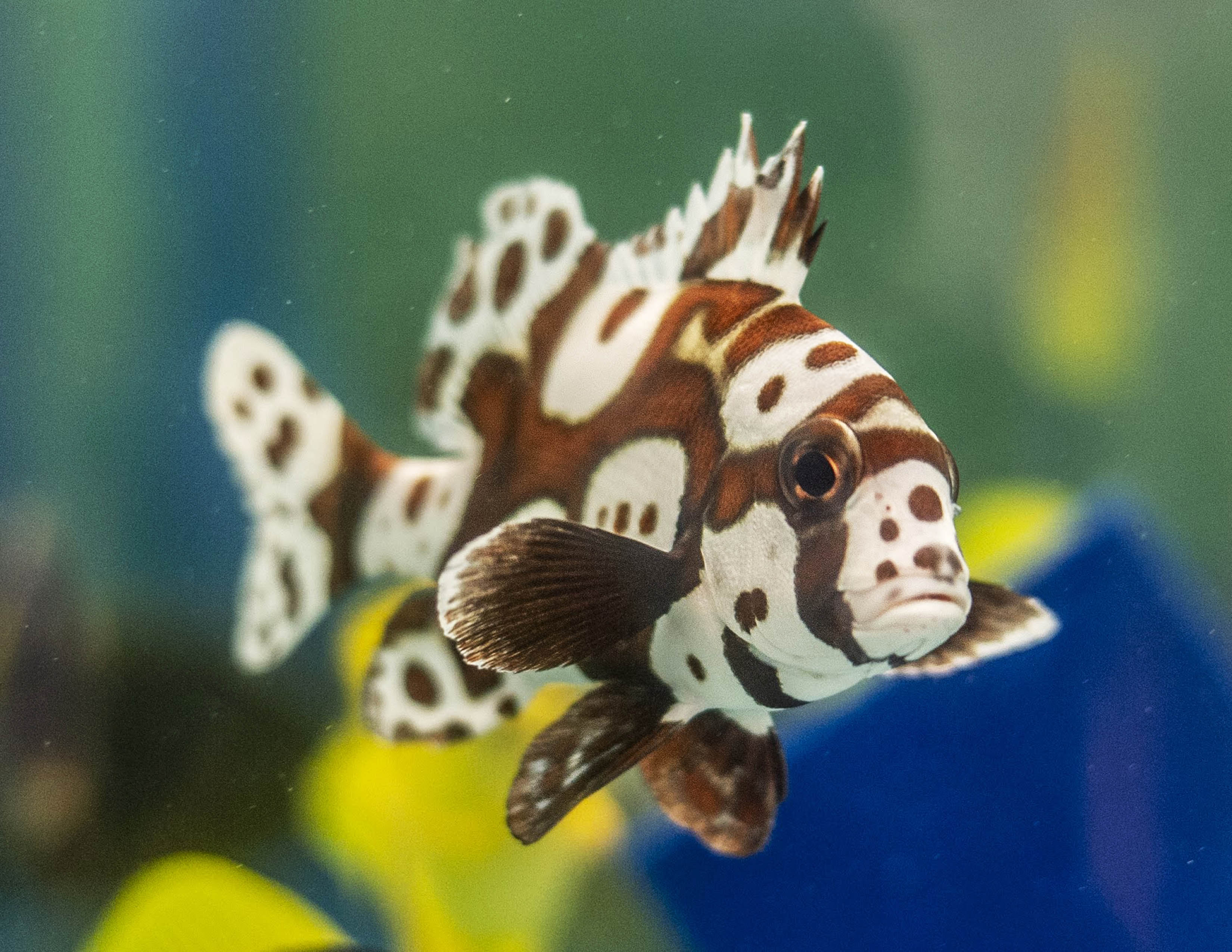 Spotted Sweetlips Fish