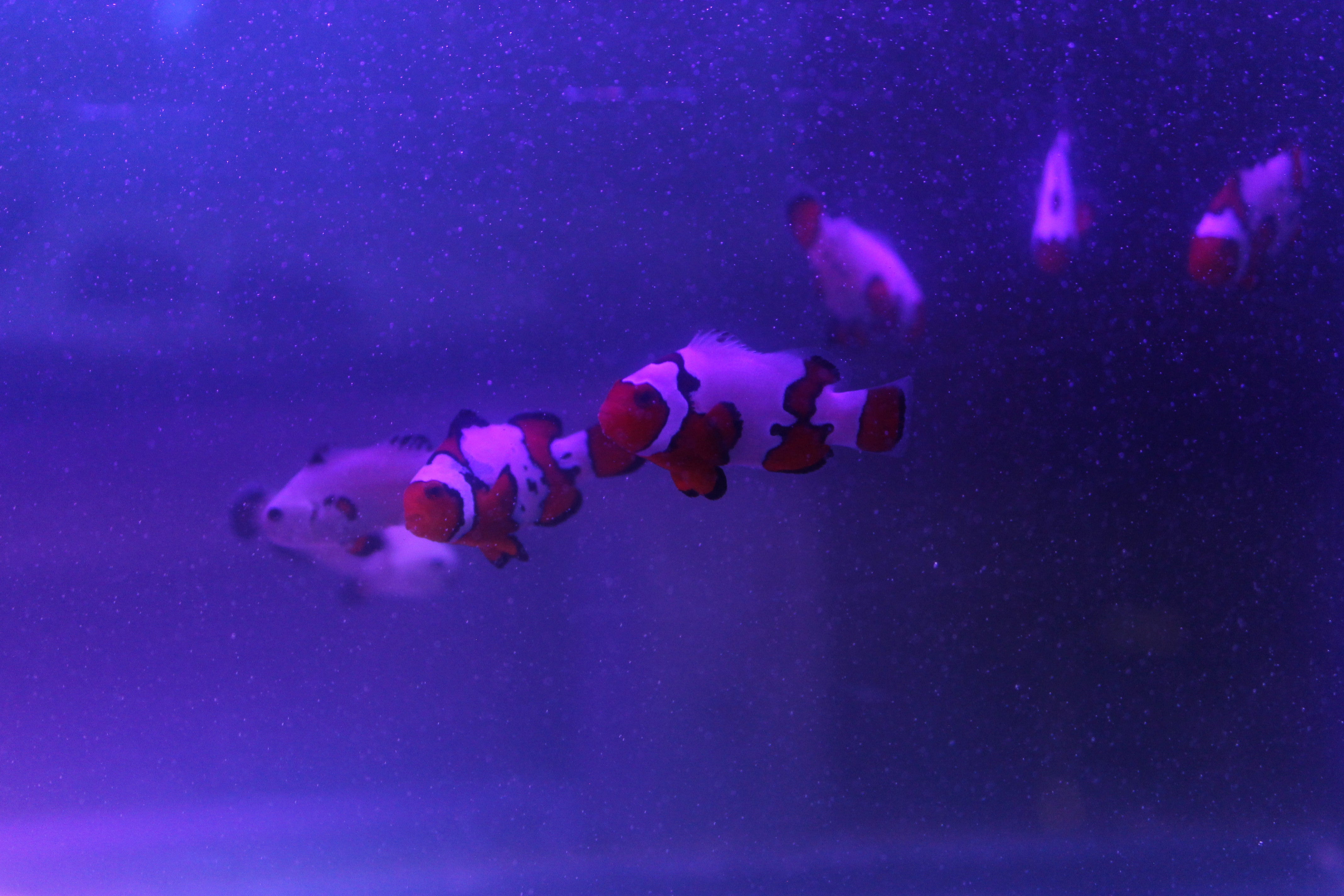 Designer Clownfish – Violet Aquarium
