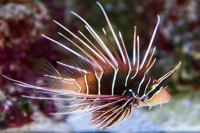 Lionfish – Violet Aquarium
