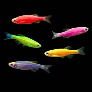 Danio – Violet Aquarium