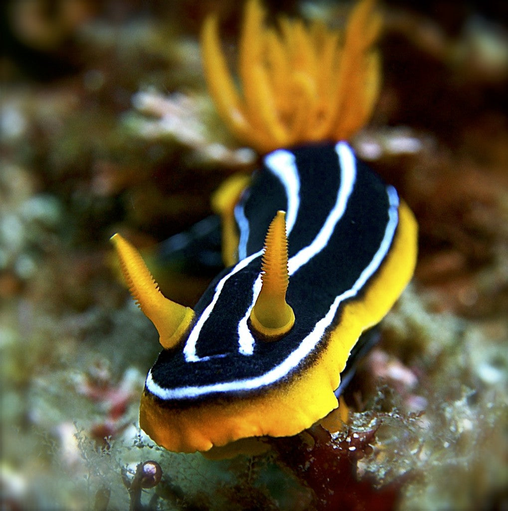 Slugs – Violet Aquarium