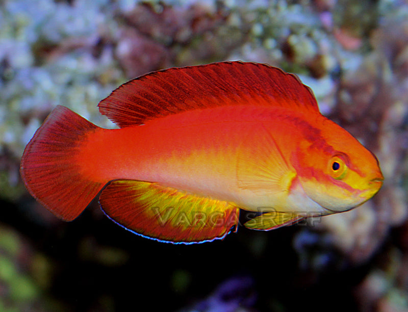 Wrasses – Violet Aquarium