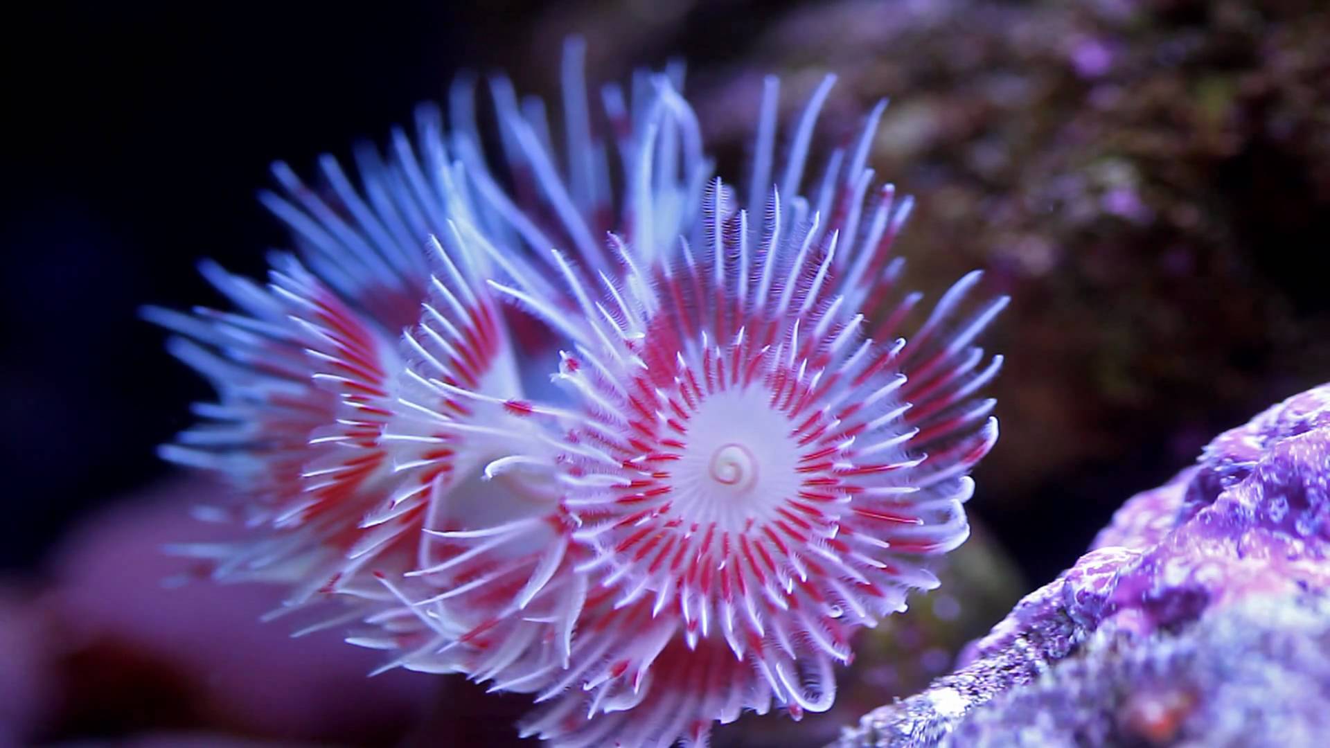 Coco Worms – Violet Aquarium