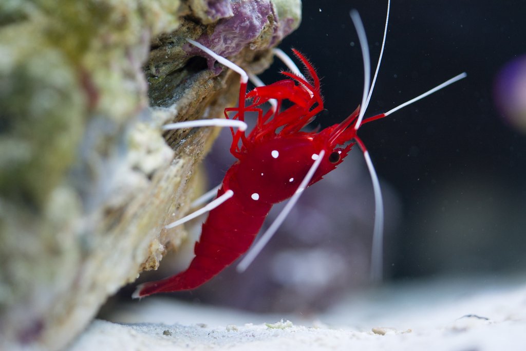Shrimp – Violet Aquarium