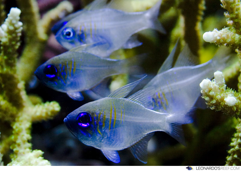 Cardinal Fish – Violet Aquarium