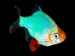 Barb – Violet Aquarium