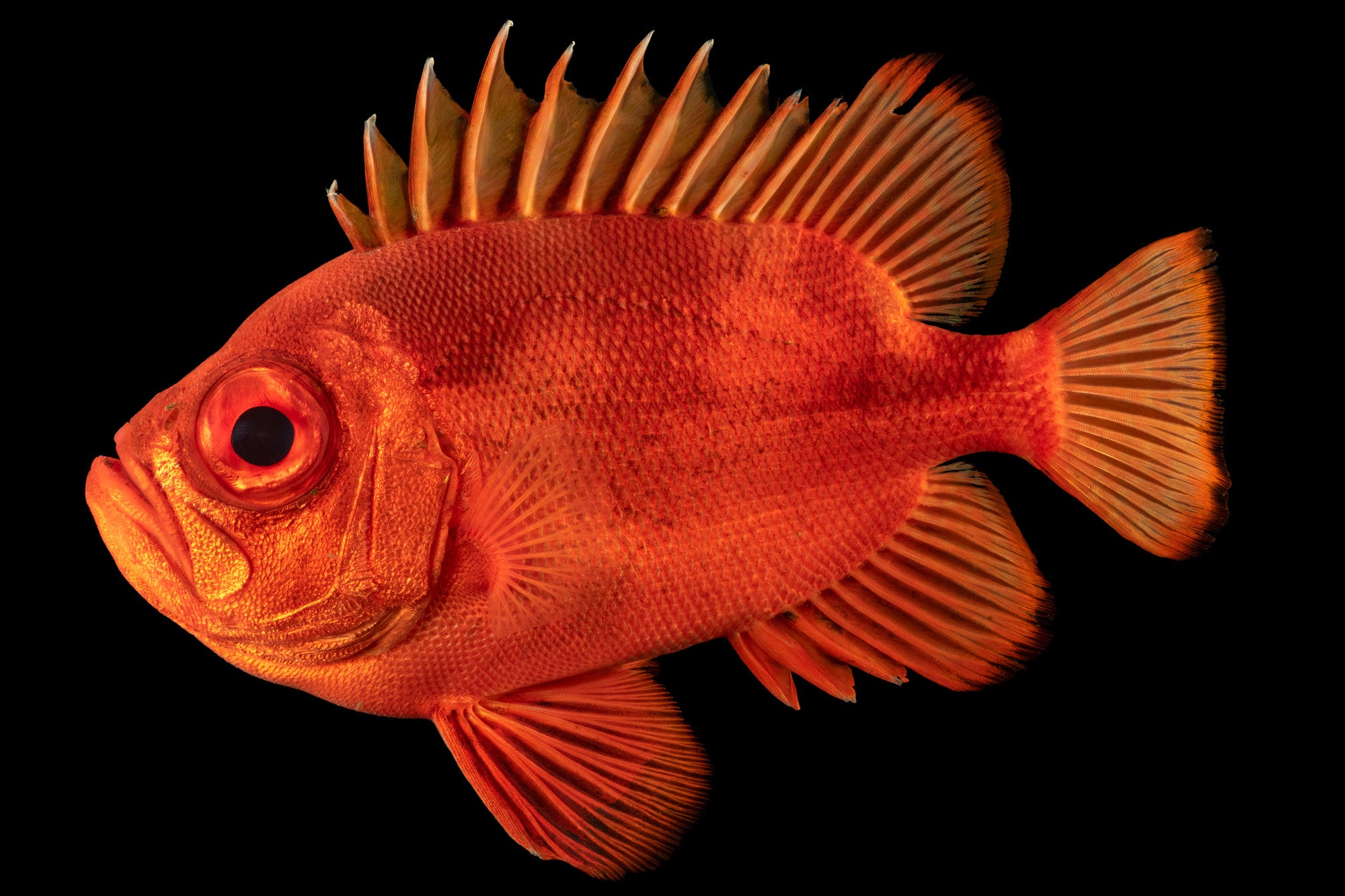 Squirrel Fish – Violet Aquarium