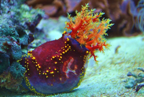 Misc Inverts – Violet Aquarium