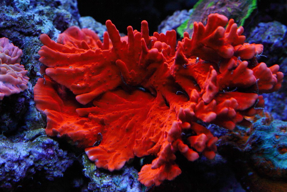 ORA CORALS – Violet Aquarium