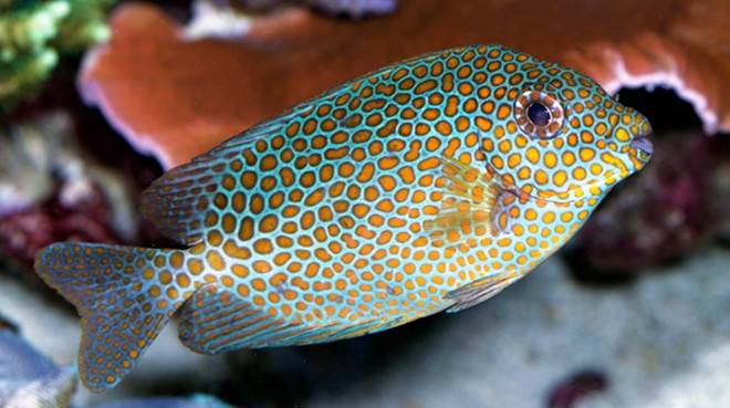 Rabbitfish – Violet Aquarium