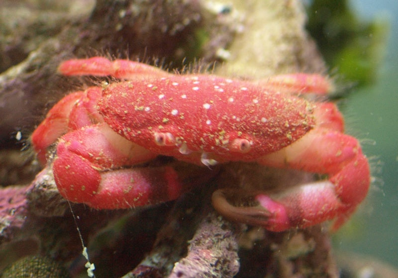 Crabs – Violet Aquarium