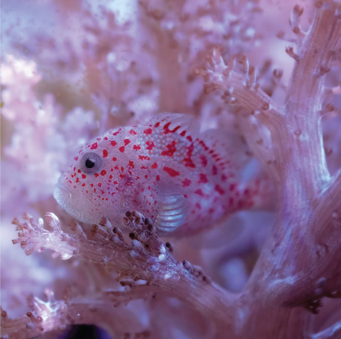 Madagascar Gumdrop Coral Croucher Goby – Violet Aquarium