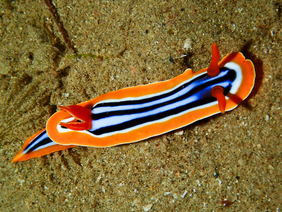 Slugs – Violet Aquarium