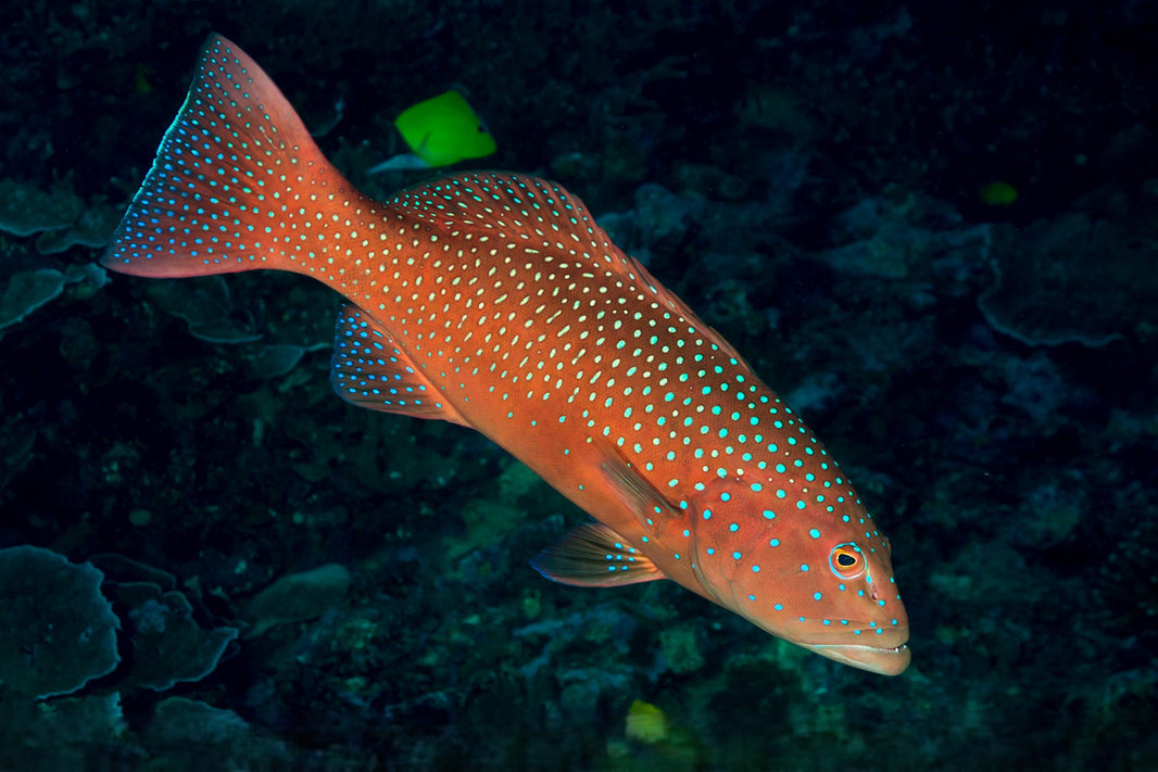 Groupers – Violet Aquarium