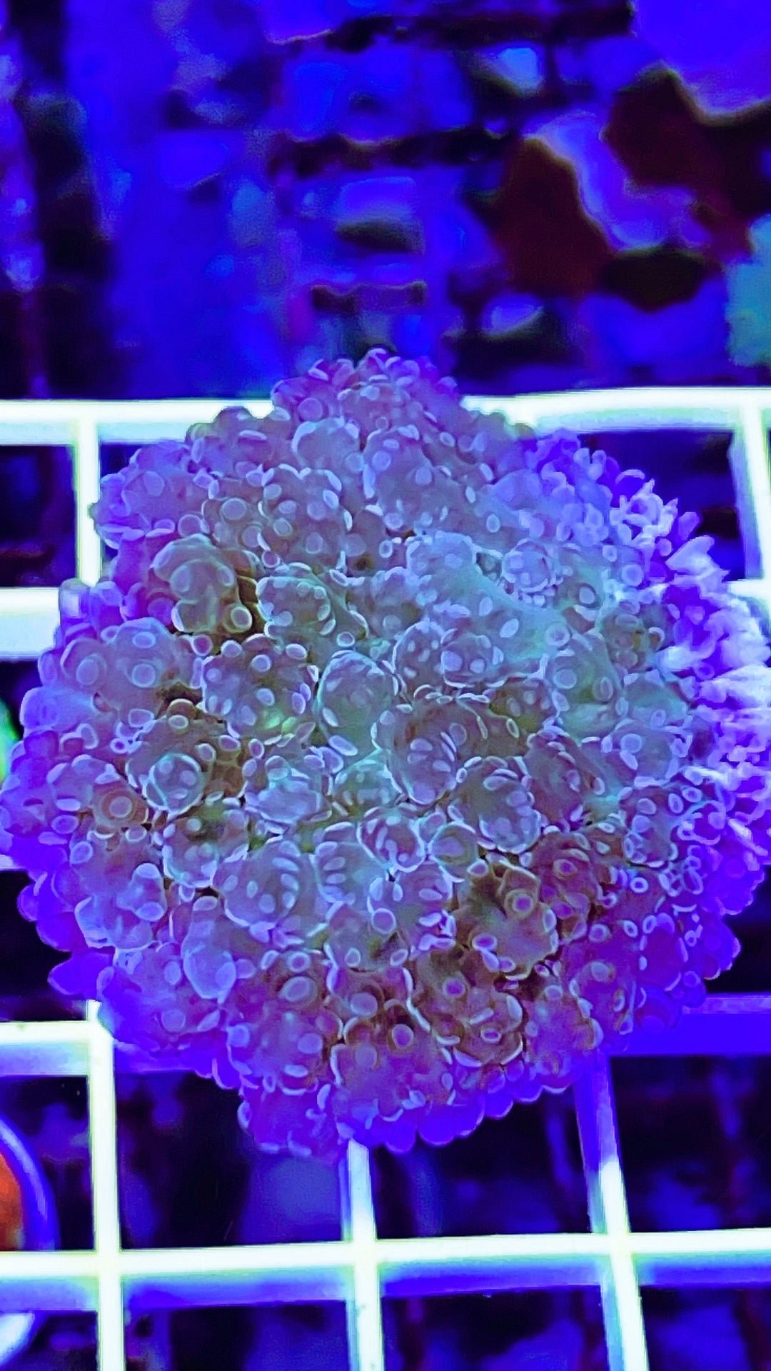 Indo Frogspawn – Violet Aquarium