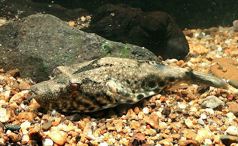 Pignose Puffer – Violet Aquarium