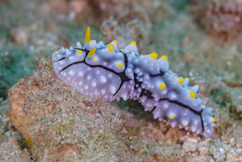 Slugs – Violet Aquarium