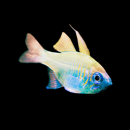 Longspine Blue Eye Cardinal Fish – Violet Aquarium