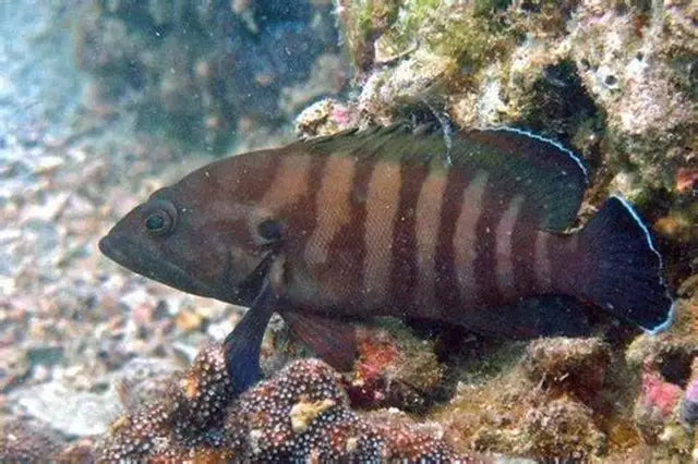 Chocolate Boenak Grouper Size: L 4" to 5" Solomon Islands – Violet Aquarium