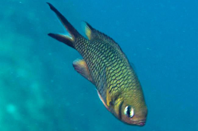 Weber's Chromis – Violet Aquarium