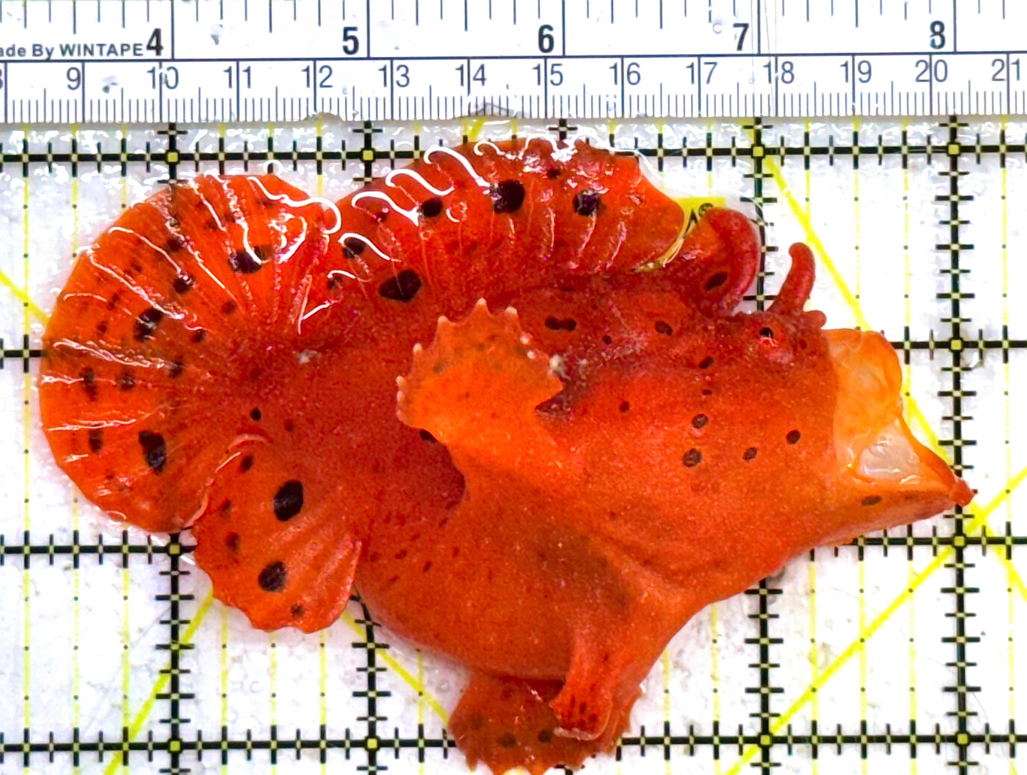 Red Warty Angler RWA032701 WYSIWYG Size: L 4.5" approx – Violet Aquarium