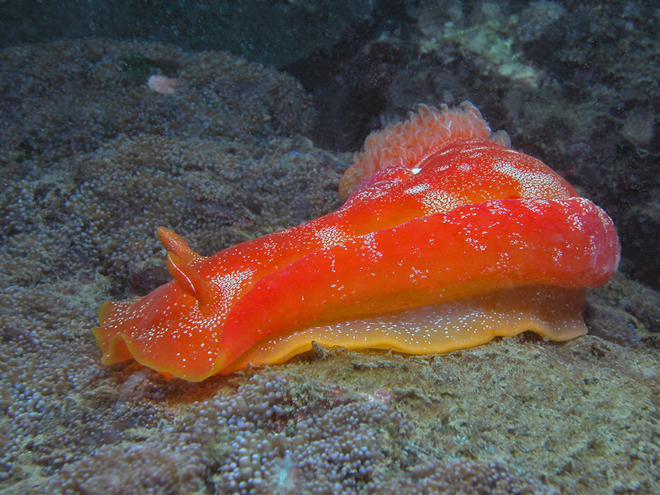 Slugs – Violet Aquarium