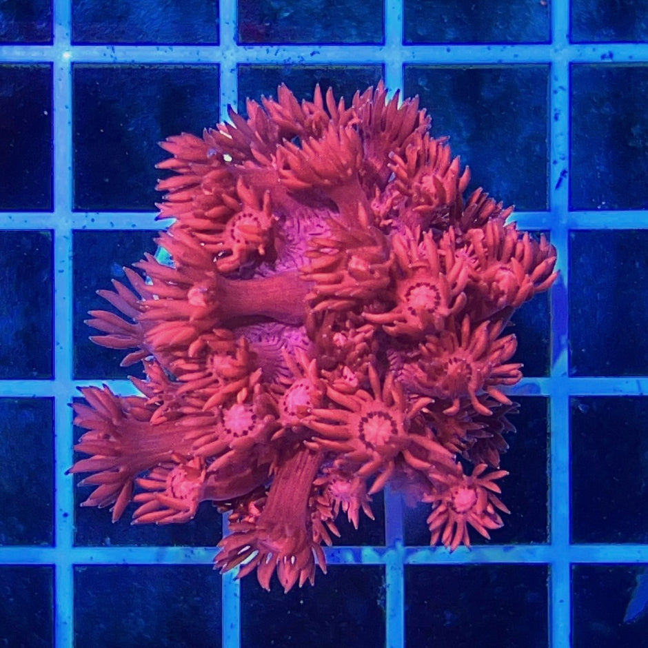 Goniopora – Violet Aquarium