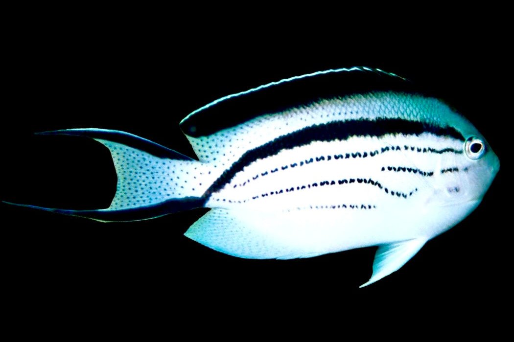 Lamarck Angelfish Female Size: L 3" to 4" – Violet Aquarium