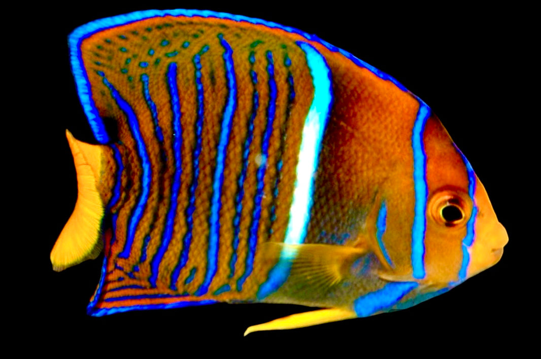 Large Angelfish – Violet Aquarium