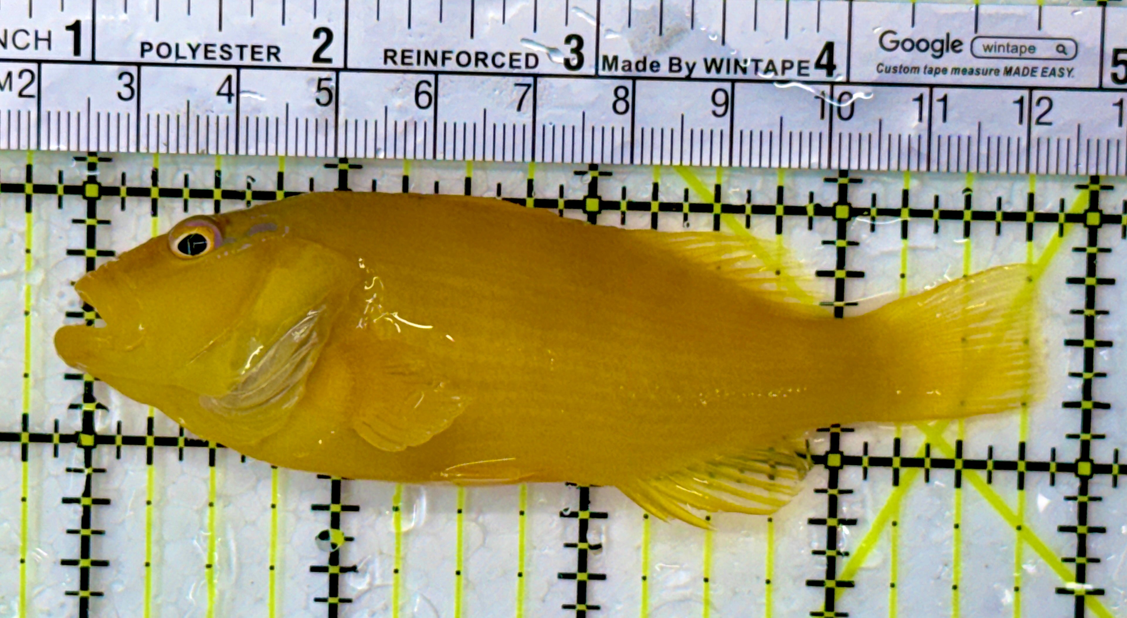 (Tahitian) Lemon Yellow Golden Hawkfish Size: XXL/Show 4" and Above ...