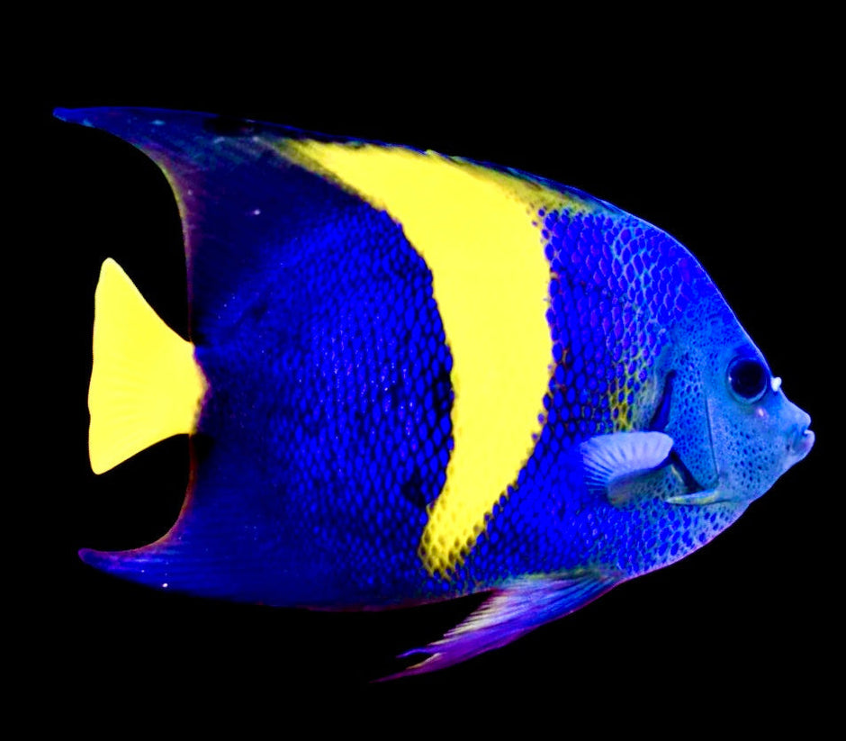 Large Angelfish – Violet Aquarium