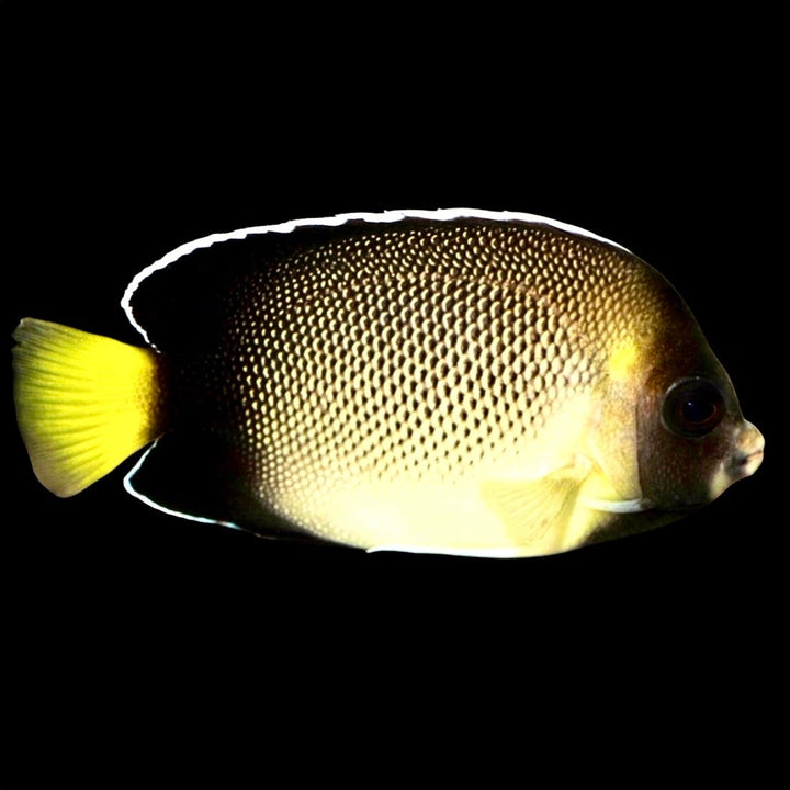 Large Angelfish – Violet Aquarium