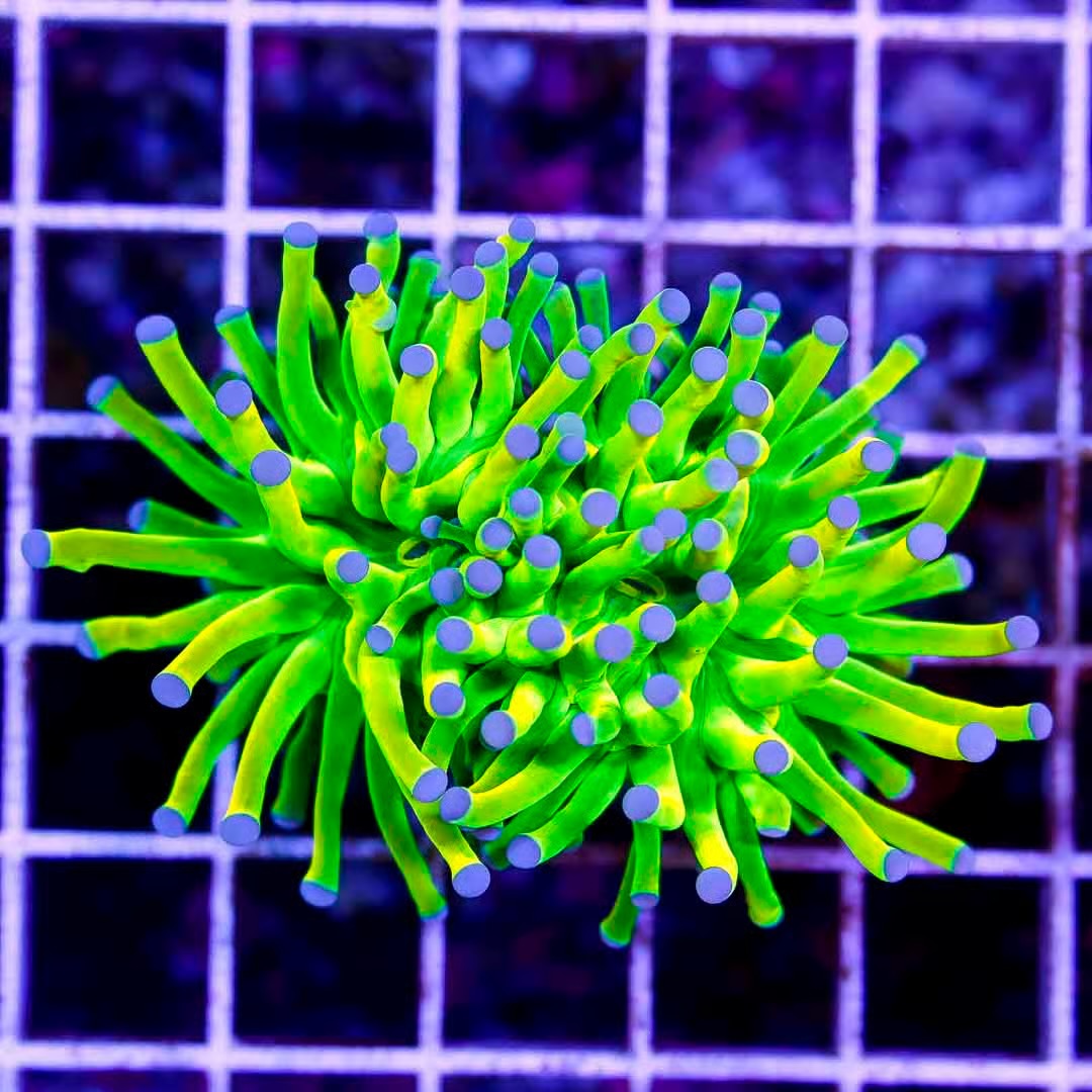 Ultra Hot Jolly Rancher Torch UHJRT040301 WYSIWYG – Violet Aquarium