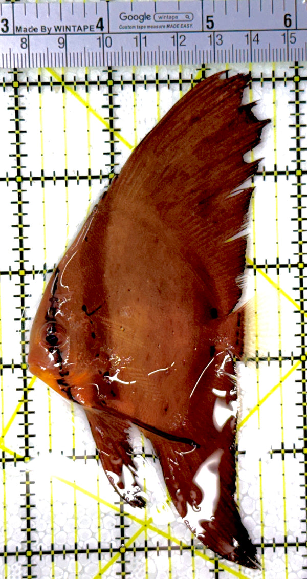 Orbic Batfish OB111902 WYSIWYG Size: S 2.75" – Violet Aquarium
