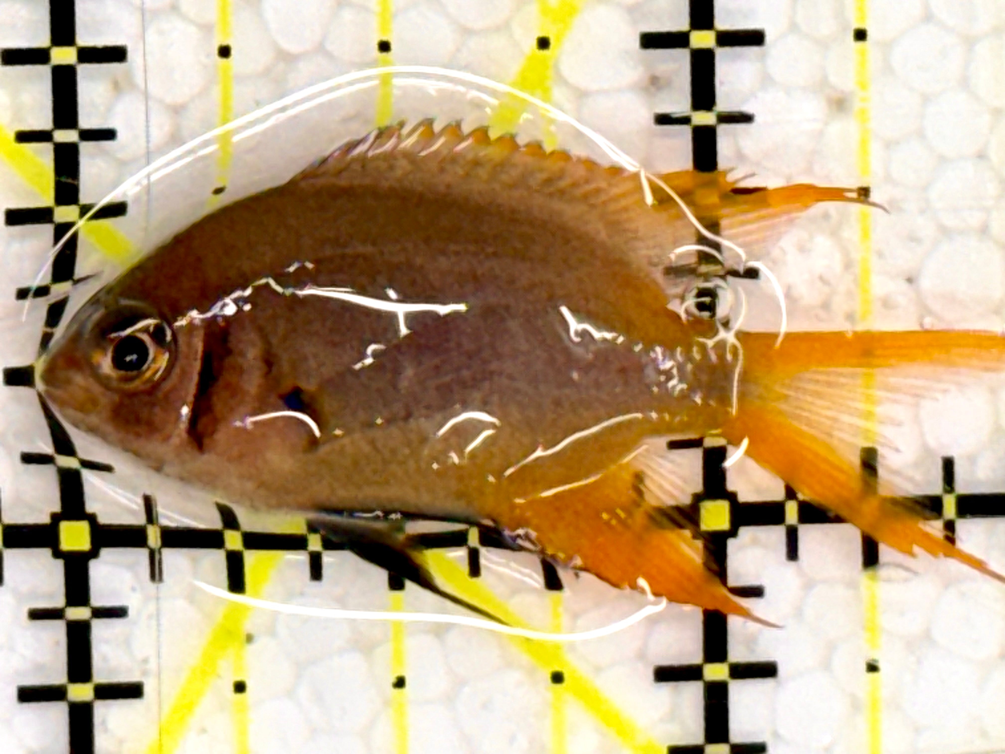 Agile Chromis AC043001 WYSIWYG Size: 1.5” – Violet Aquarium