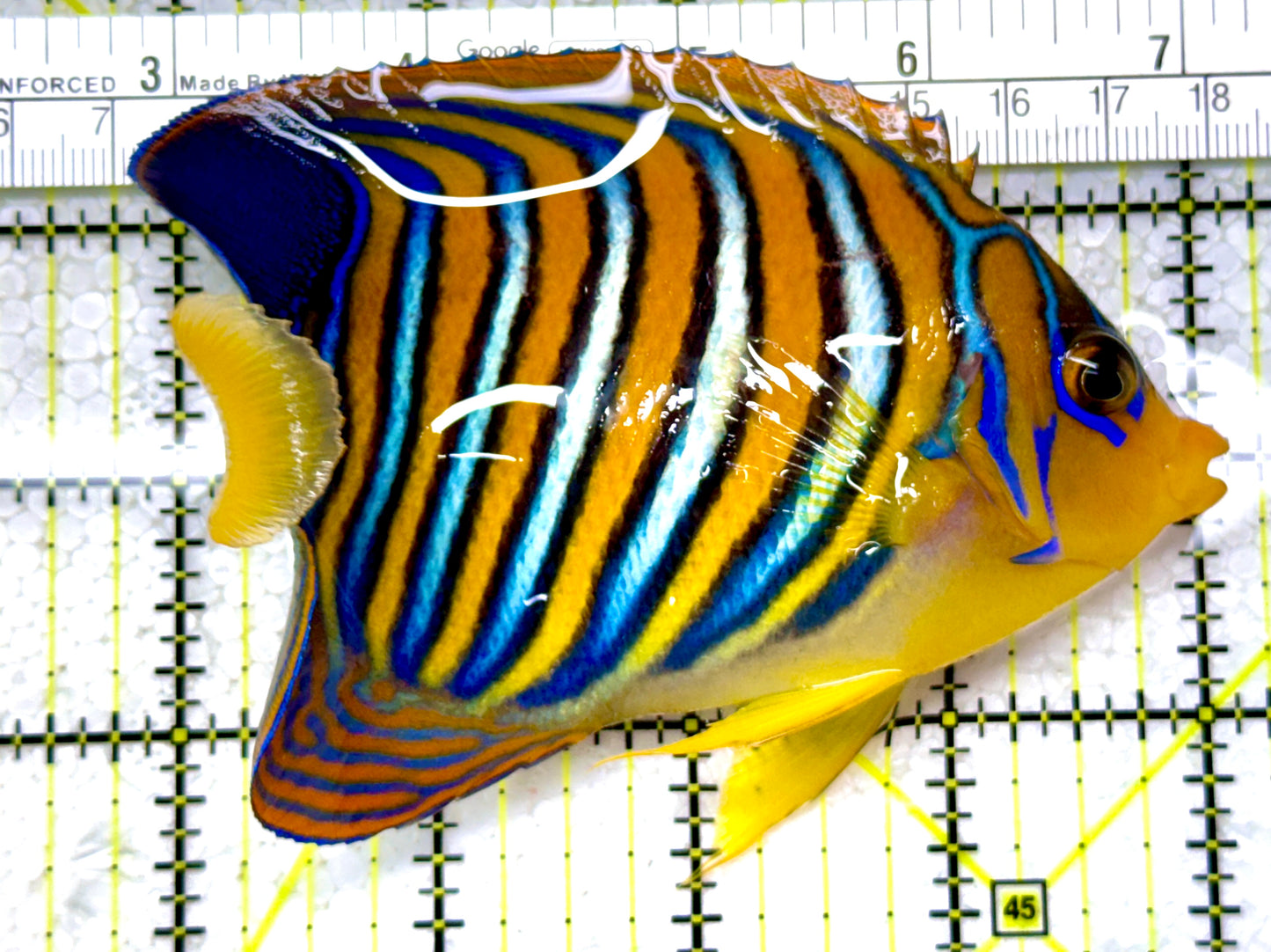 Regal Angelfish Sumatra Yellow Belly (Vibrant Color Indo) RAYB122903 W ...