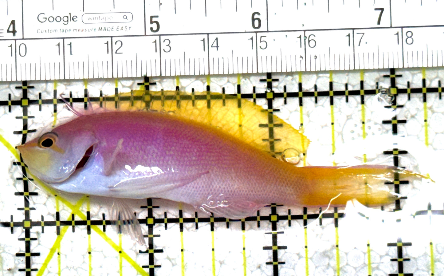 Bartlett's Anthias BA122801 WYSIWYG Size: XXL/SHOW 3.25" approx ...