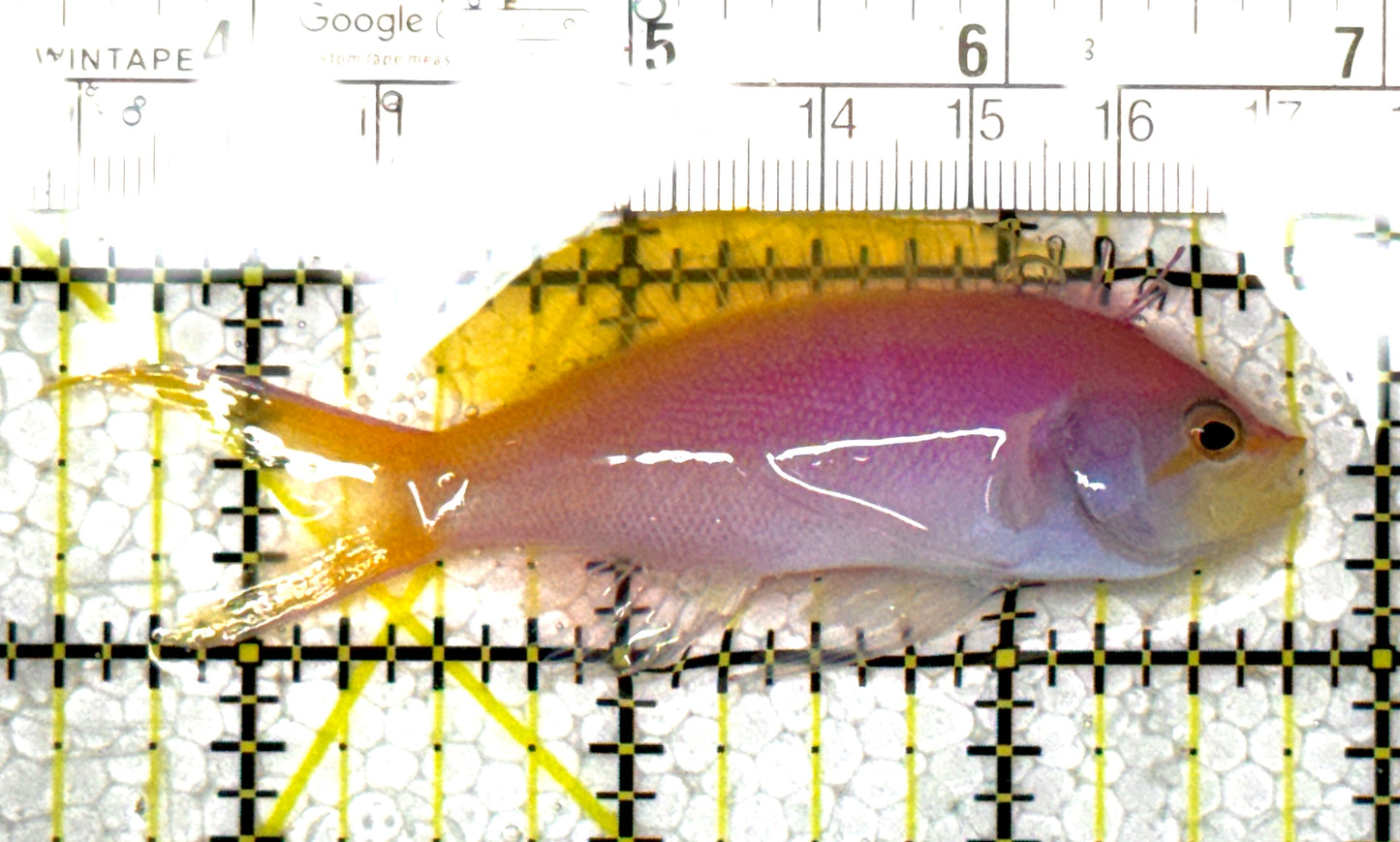 Bartlett's Anthias BA122801 WYSIWYG Size: XXL/SHOW 3.25" approx ...