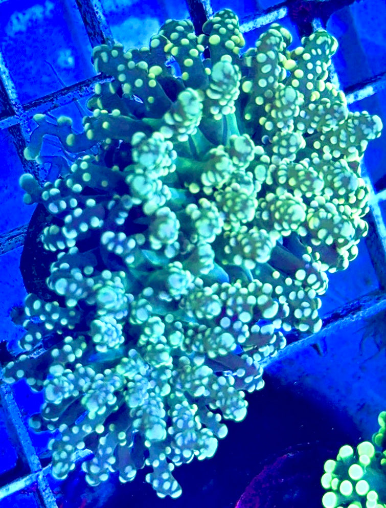 Ultra Gold Frogspawn UGF051702 WYSIWYG – Violet Aquarium