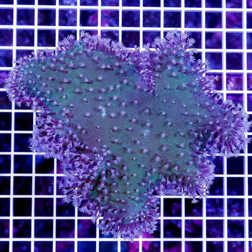 Ultra Aussie Purple Star Polyp Leather Coral Size: M 0.75" to 2 ...