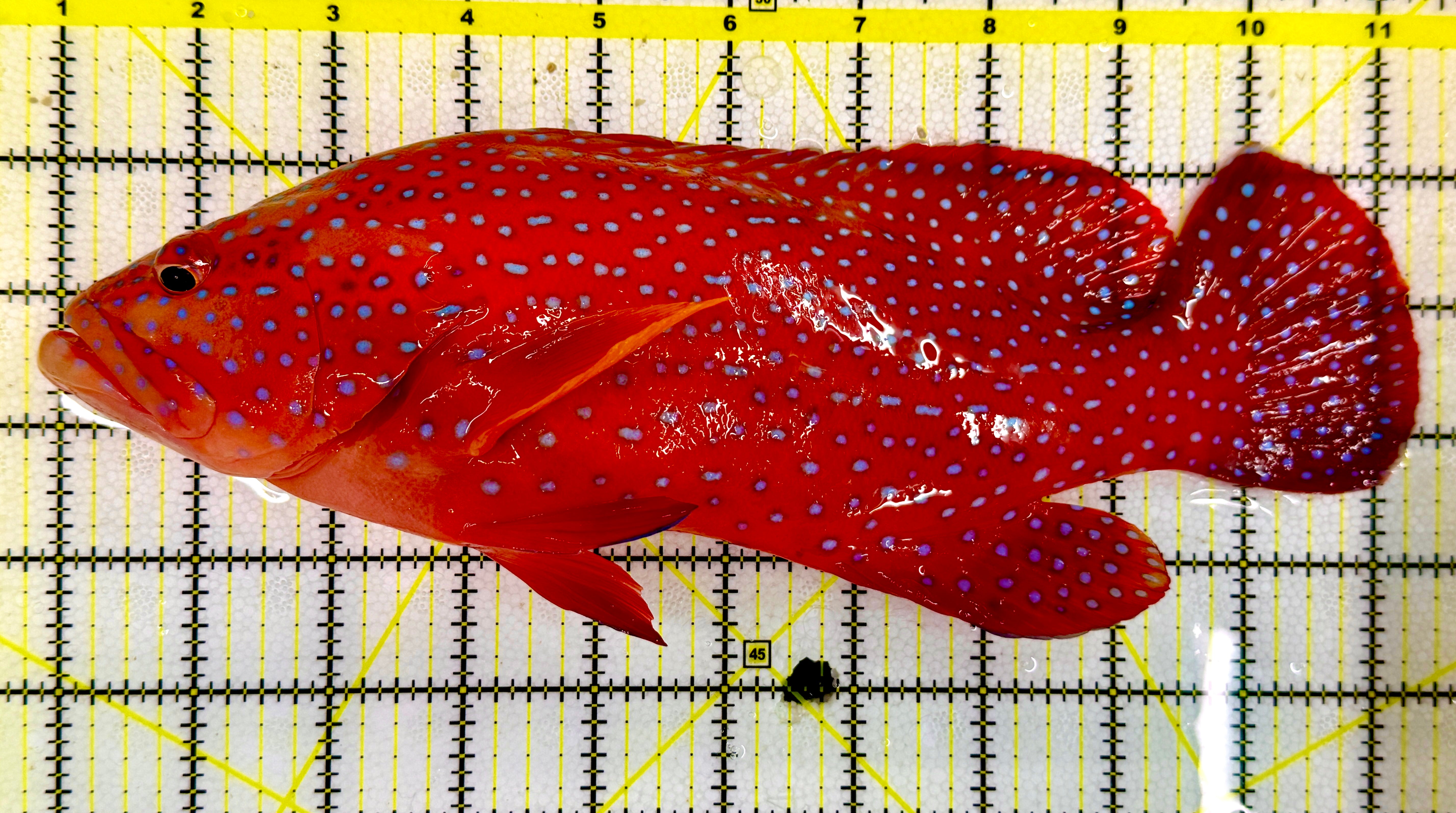 Miniatus Grouper WYSIWYG MGT022701 Size: XXXL/SHOW 11" Approx – Violet ...