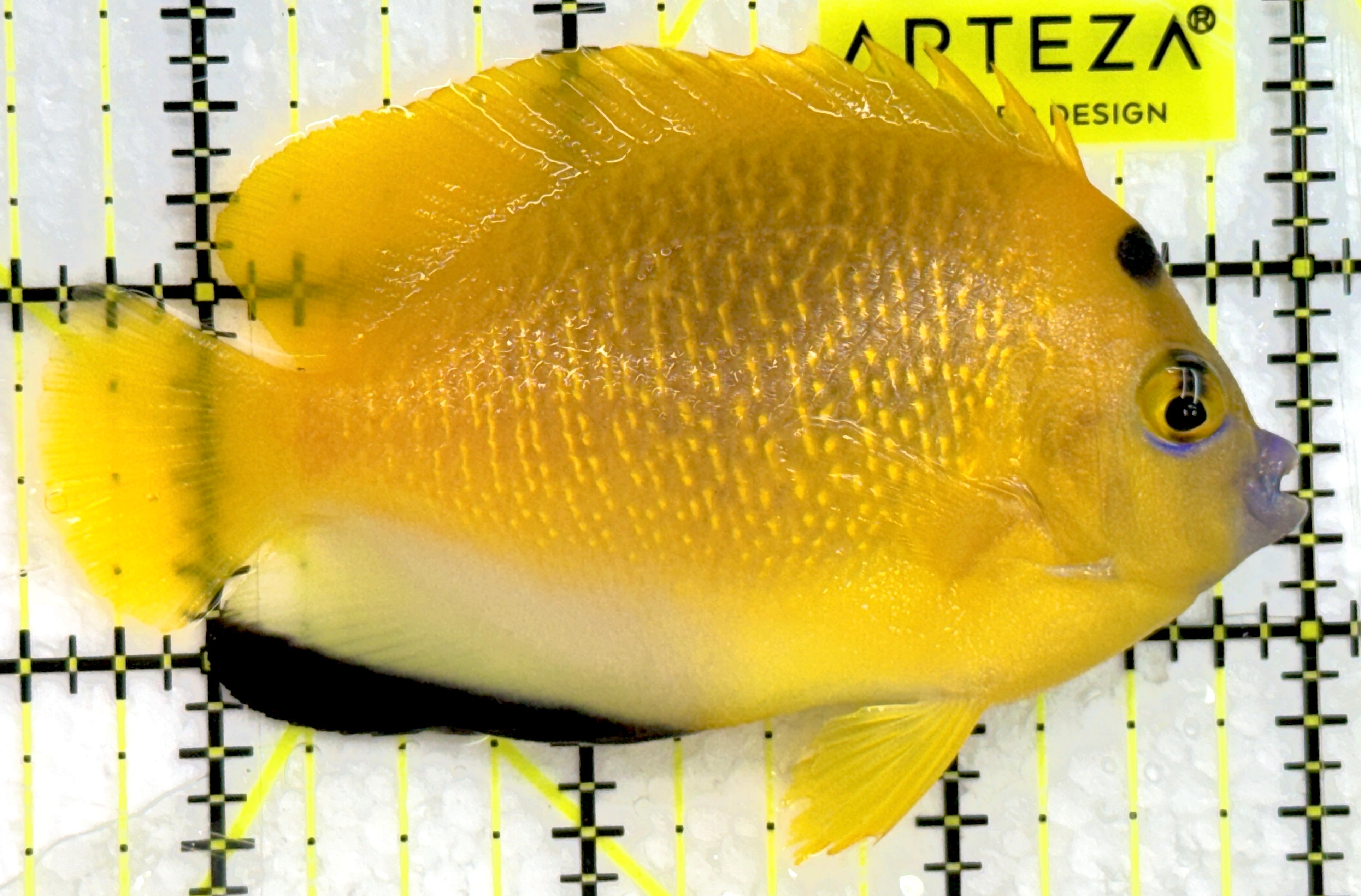 Flagfin Angelfish FA052101 WYSIWYG Size: M 3.5" approx – Violet Aquarium