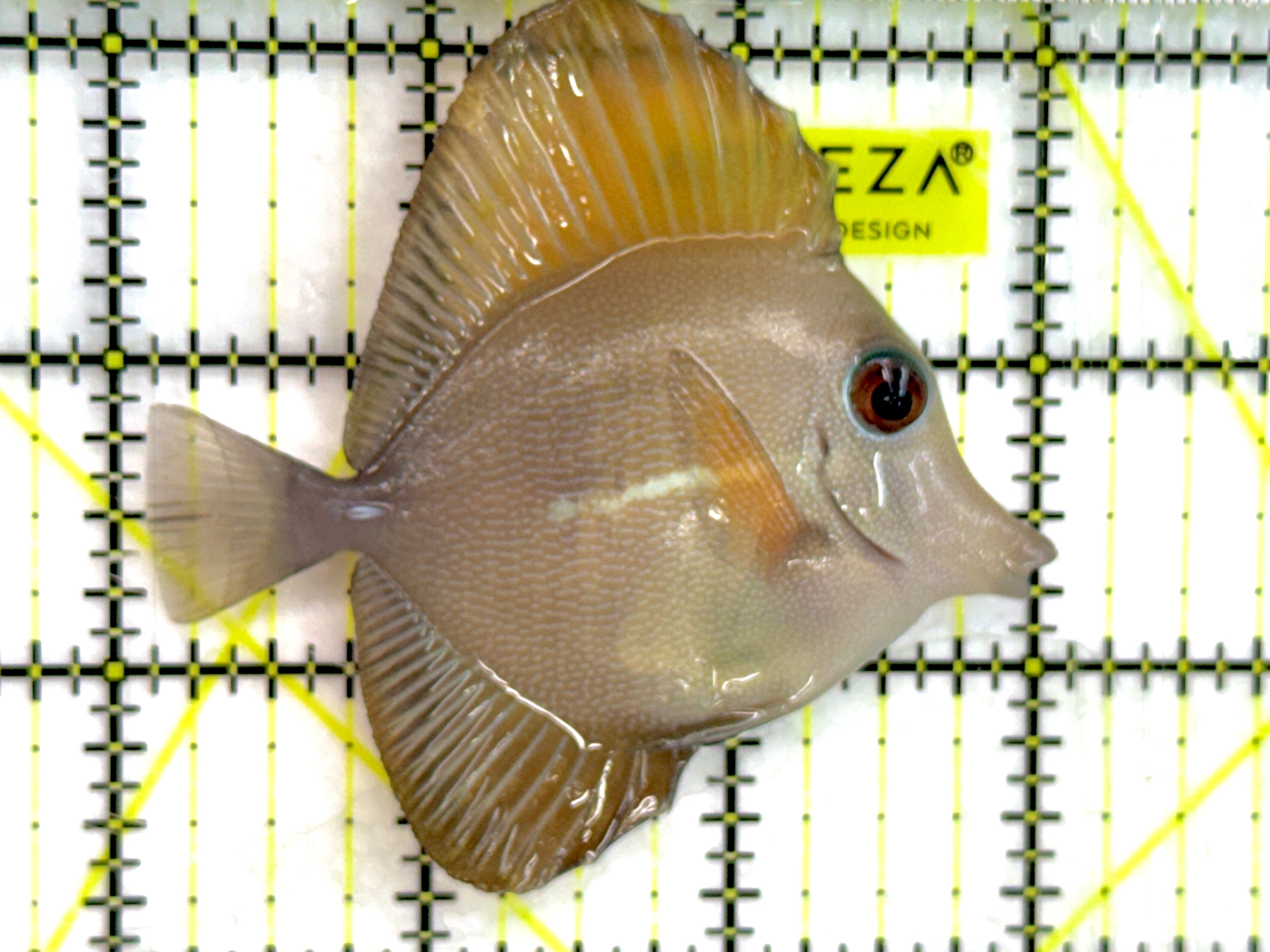 Rare Hybrid Yellow Mimic Scopas Tang RHYMST052102 WYSIWYG Size: L 3" a ...